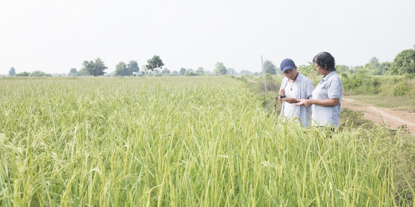 Supporting poor farming households to make a sustainable living | VSO