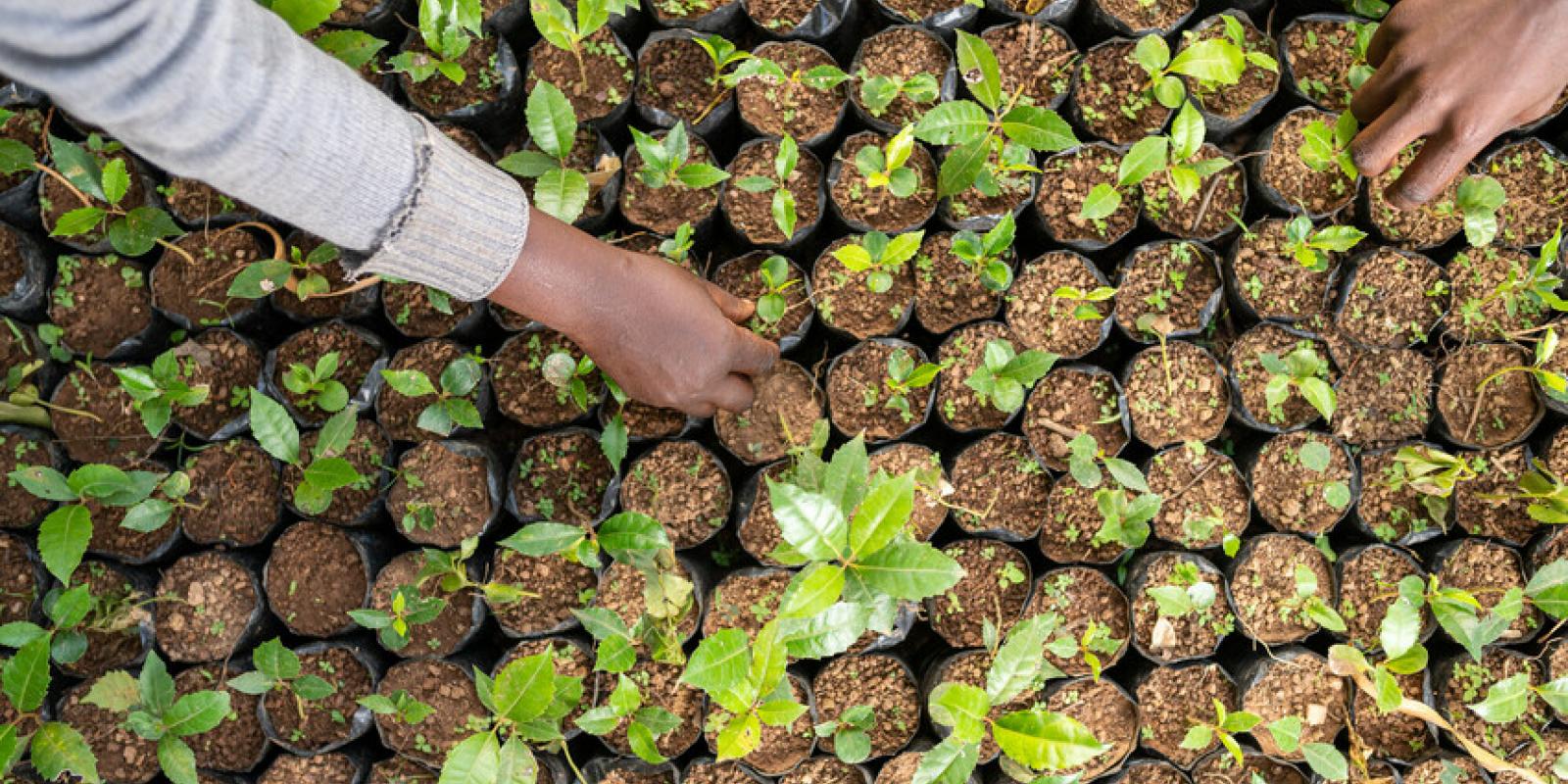 Notes from the field: The female farmers cultivating for empowerment | VSO