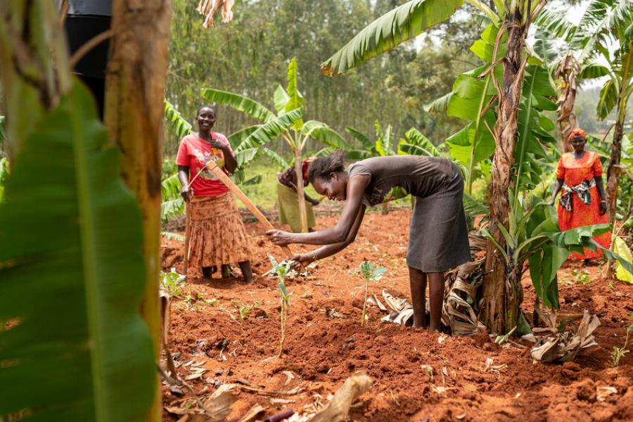 Supporting sustainable agriculture in Kenya | VSO